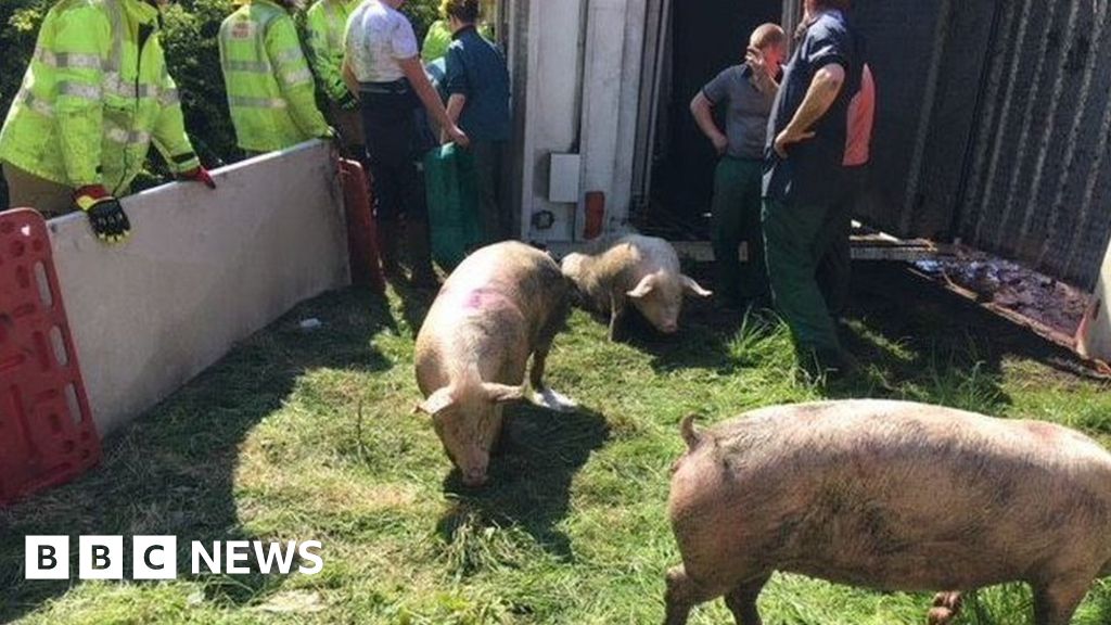 Lorry transporting 200 pigs overturns near West Auckland - BBC News