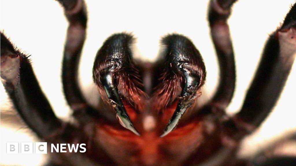 999 call over poisonous spider that was fluff - BBC News