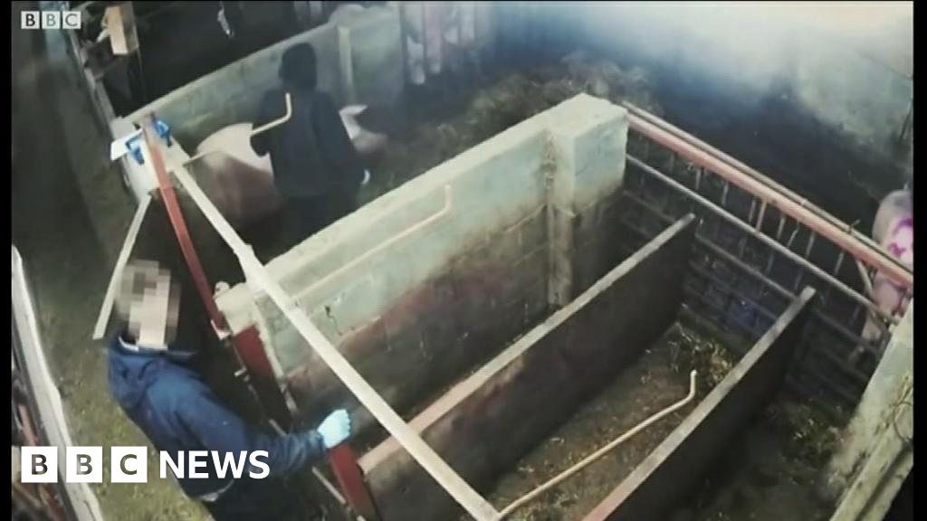 Four men were filmed by an animal welfare charity hitting and prodding ...