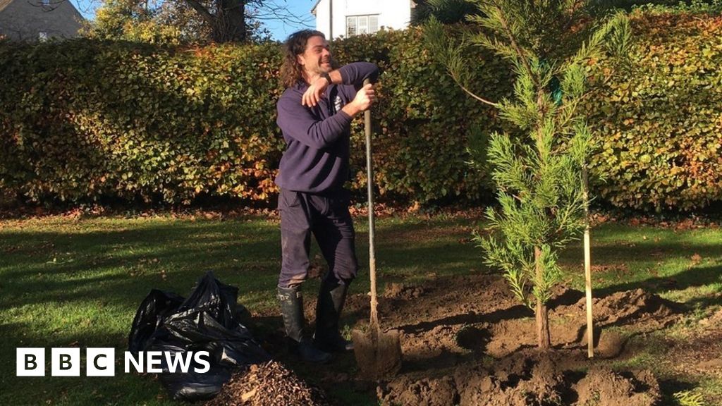 More trees to be planted in Chippenham after plan agreed - BBC News