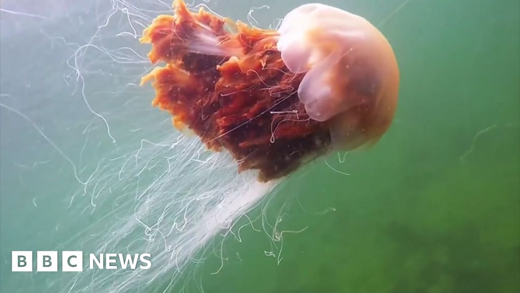 Large lion's mane jellyfish filmed in Summer Isles
