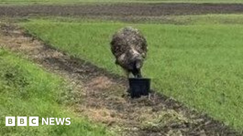 Police warn public not to chase runaway Spilsby emu - BBC News