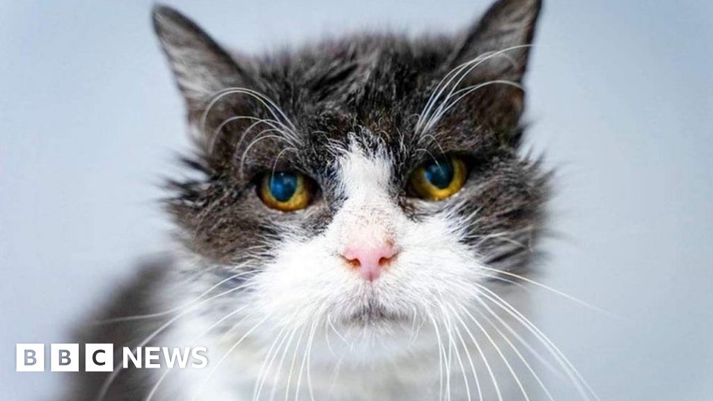 New chapter for '100-year-old' rescue cat in Worcester - BBC News