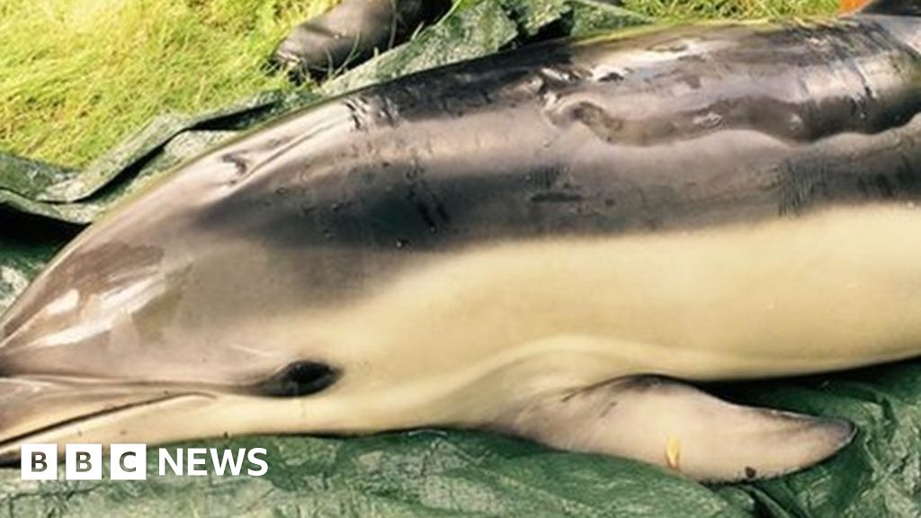 Dolphin found with suspected 'sunburn' put down - BBC News