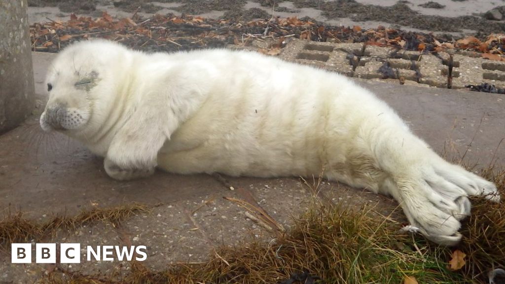 Injured seal found in Conwy to be released by RSPCA Cymru - BBC News