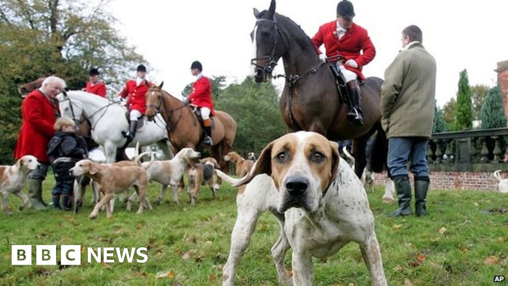 MPs could vote on fox hunting law change 'next week' - BBC News
