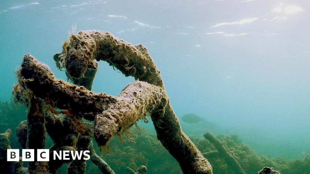 This is what coral reefs sound like - BBC News