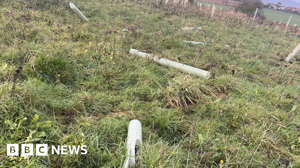 More than 750 Doncaster trees vandalised