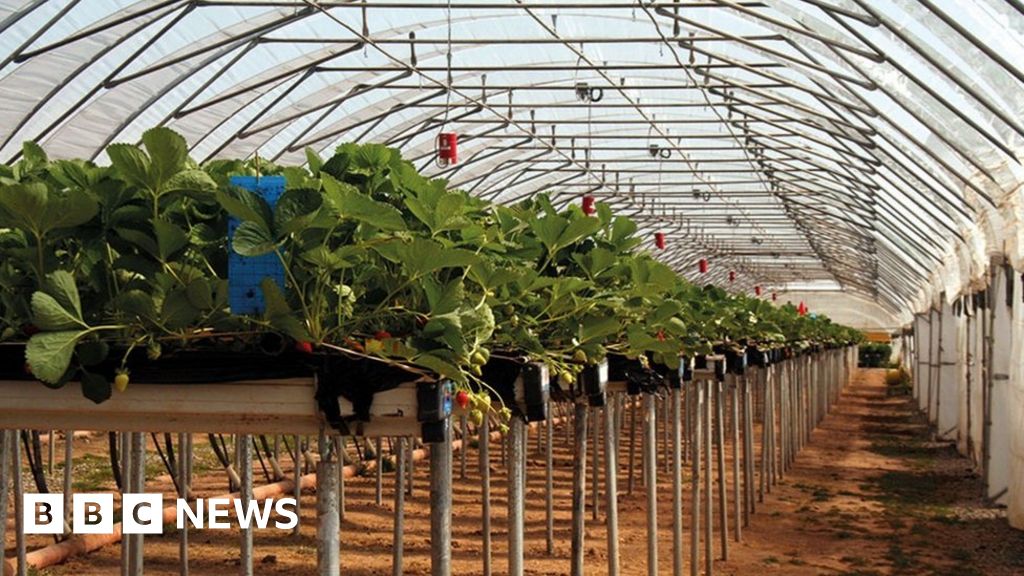Plans for 33 acres of strawberry polytunnels dropped - BBC News