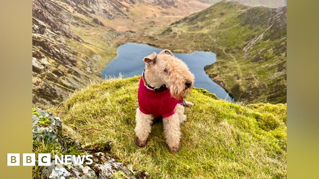 Bertie the Lakeland terrier becomes an online celebrity - BBC News