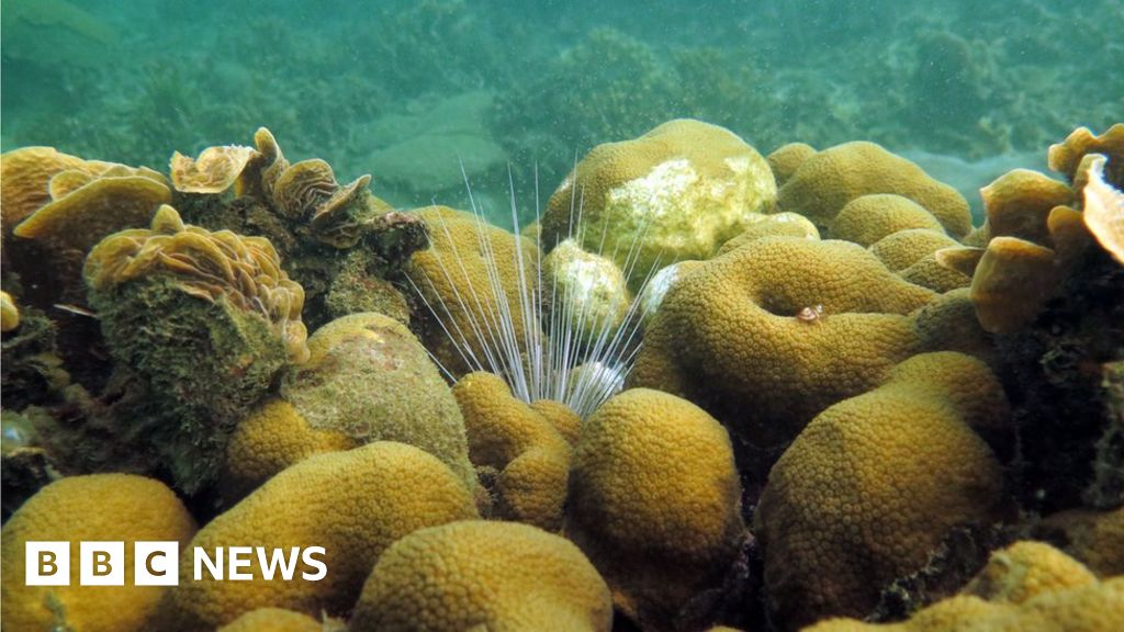 Colombia's improbable reef offers hope for coral worldwide - BBC News