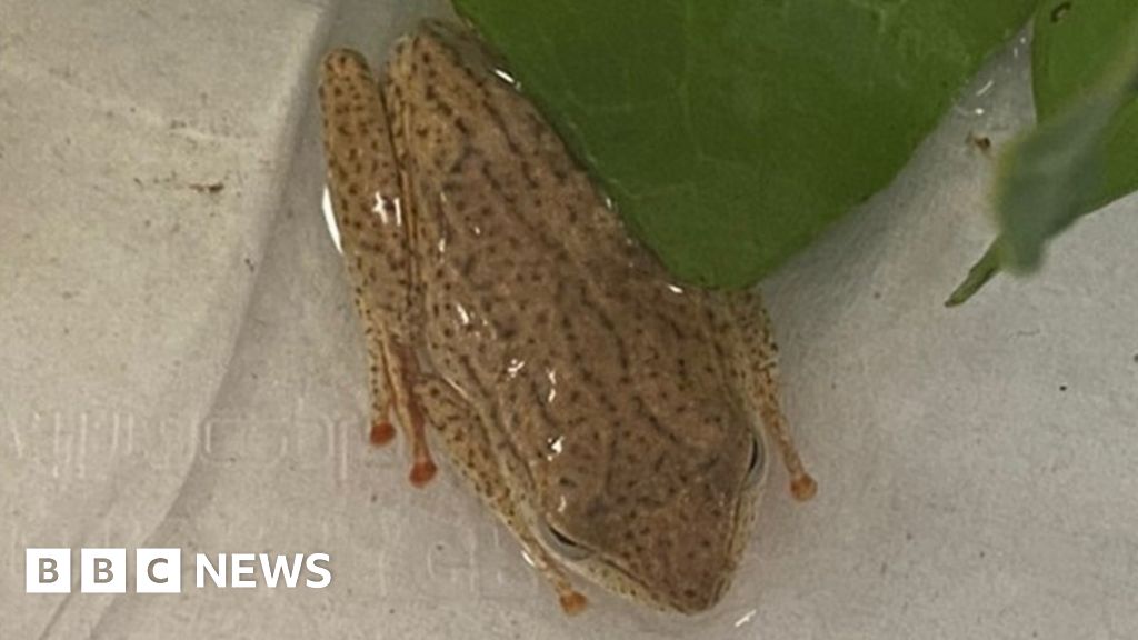 Stowaway frog surprises Leeds class after banana journey - BBC News