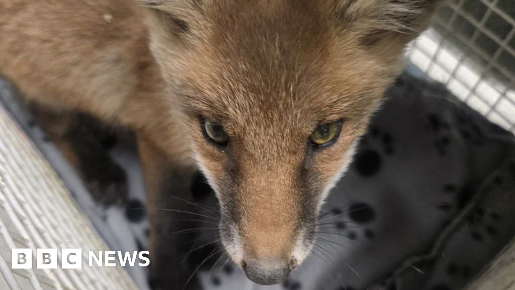 Warning over rat poison after East Yorkshire family of foxes killed