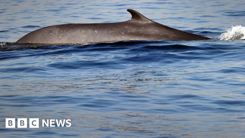 Fin whale washes up on Norfolk beach - BBC News
