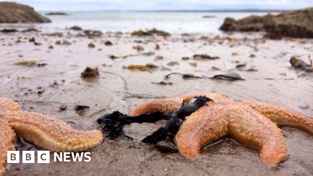 Thousands of starfish wash up on Rosemarkie beach - BBC News