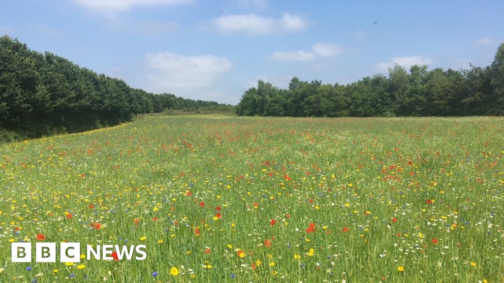 New wildflower meadow for Exeter park