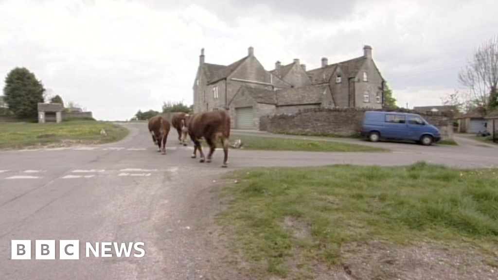 Commons cow crashes prompts National Trust meeting - BBC News
