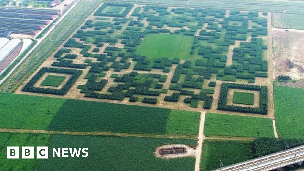 Chinese maze: Village makes giant tech code from trees - BBC News