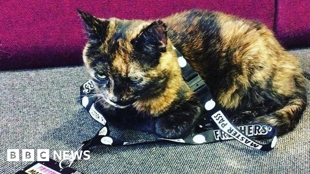 Cat voted Southampton University Students' Union honorary president ...