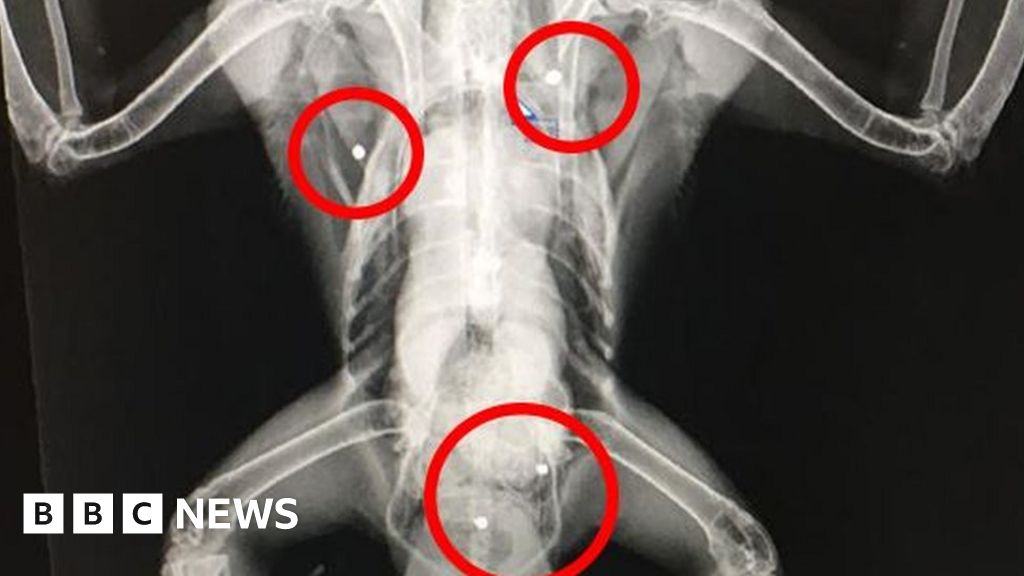 Peregrine falcon found 'riddled with shot' at Selby Abbey - BBC News