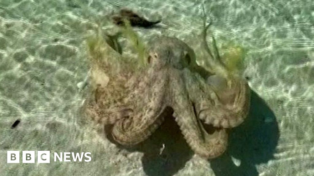 The 'angriest octopus' that beat up a geologist - BBC News