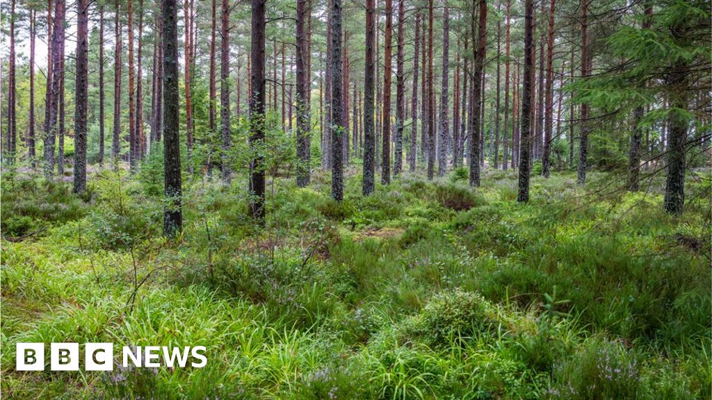 Backlash over tree threat letter - BBC News