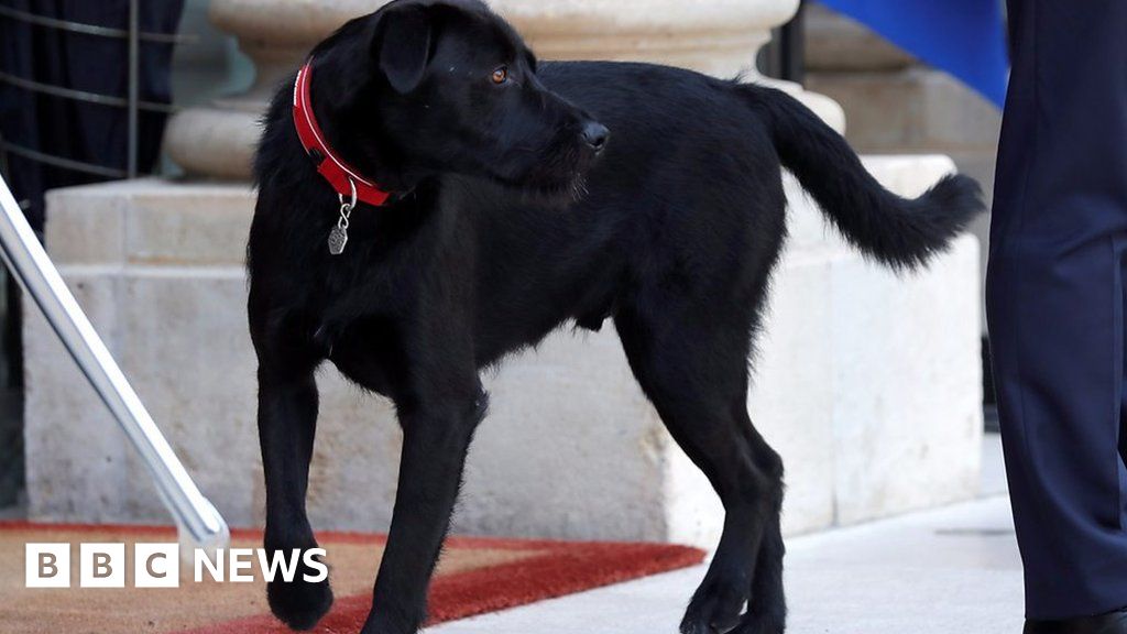 Ouaf! French President Macron's dog meets Niger president - BBC News