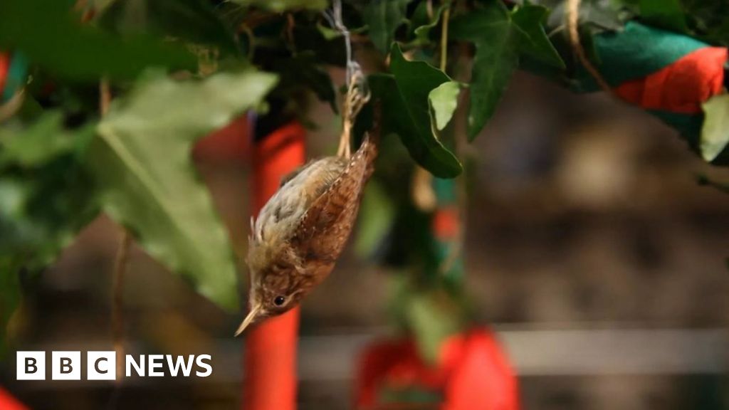 Hunt the Wren: Old Manx Christmas tradition celebrated - BBC News