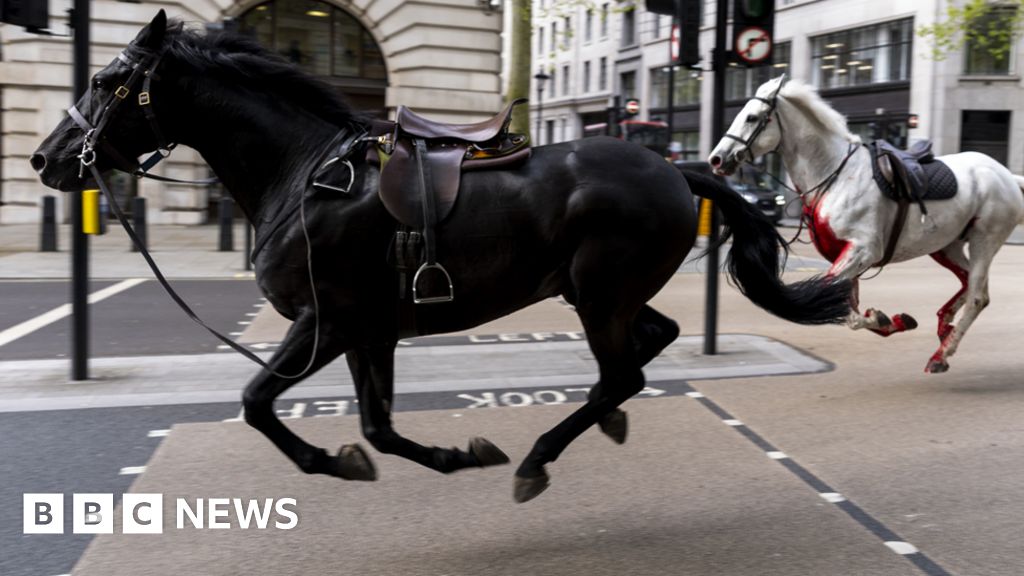 Watch: Runaway horses filmed racing through central London - BBC News