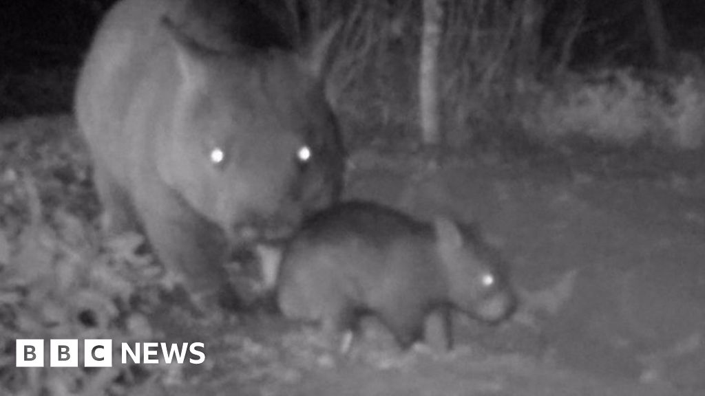 Baby northern hairy-nosed wombat filmed at Australia refuge - BBC News