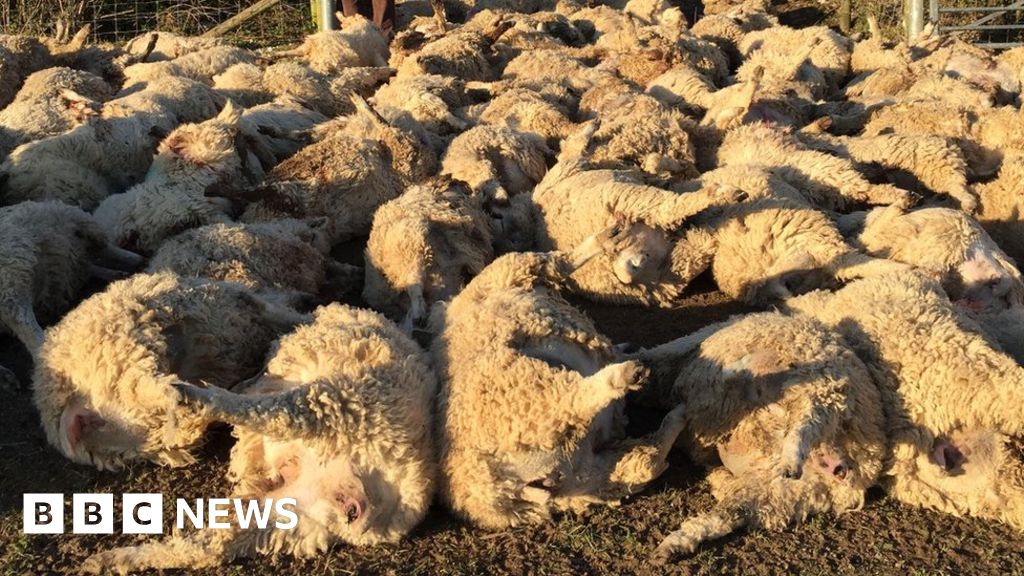 UK's 'worst sheep attack' time of death identified - BBC News