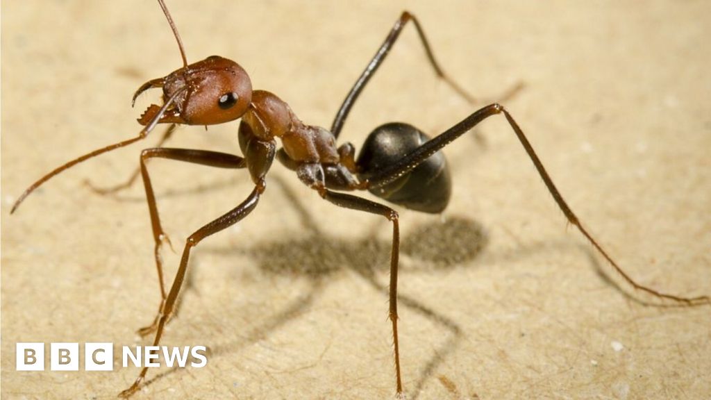 Ants use Sun and memories to navigate - BBC News Ants use Sun and memories to navigate - BBC News