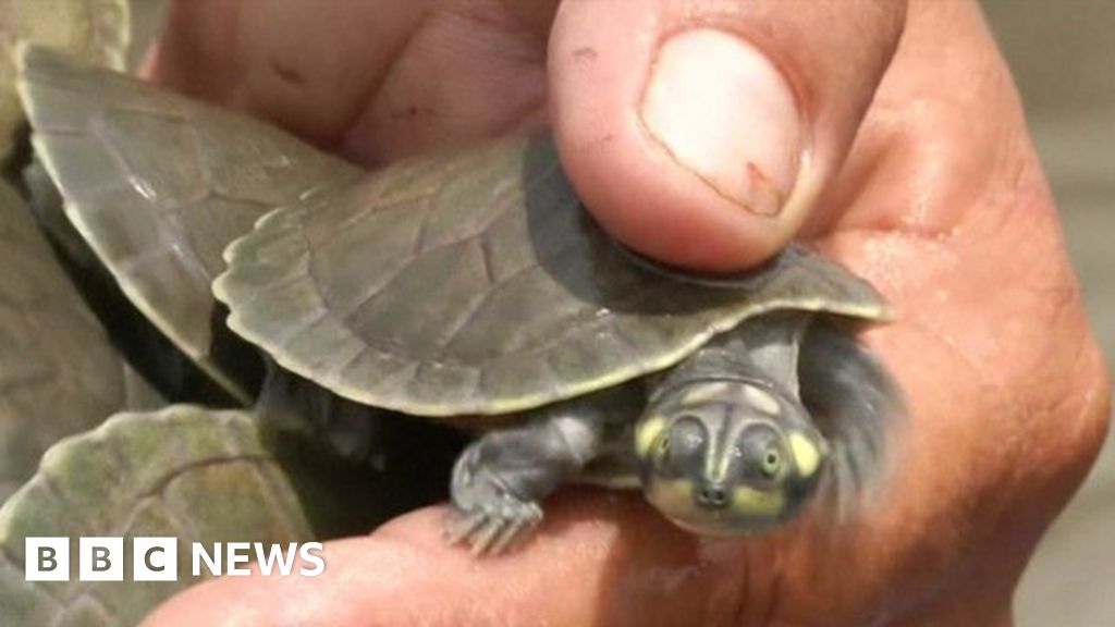 Thousands of turtle hatchlings released into Amazon - BBC News