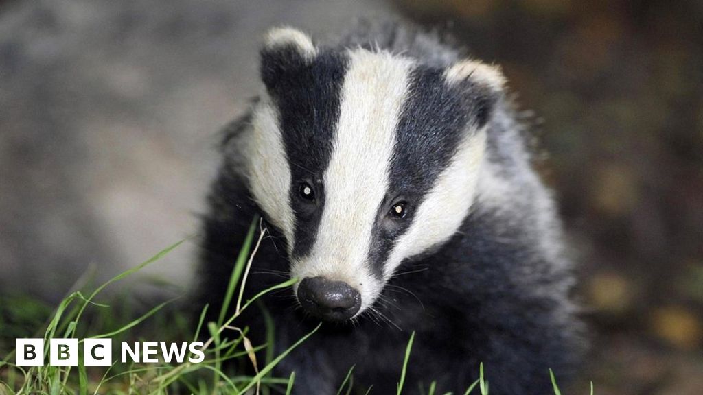Somerset driver warning as badgers undermine road