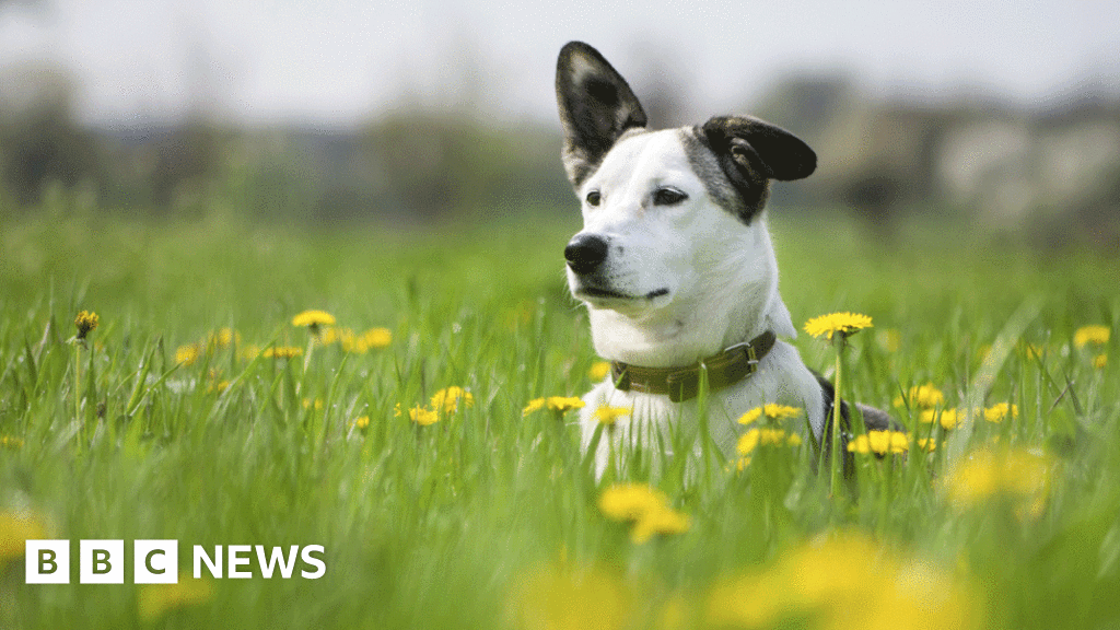 Livestock killed by dogs in Caithness, say police - BBC News