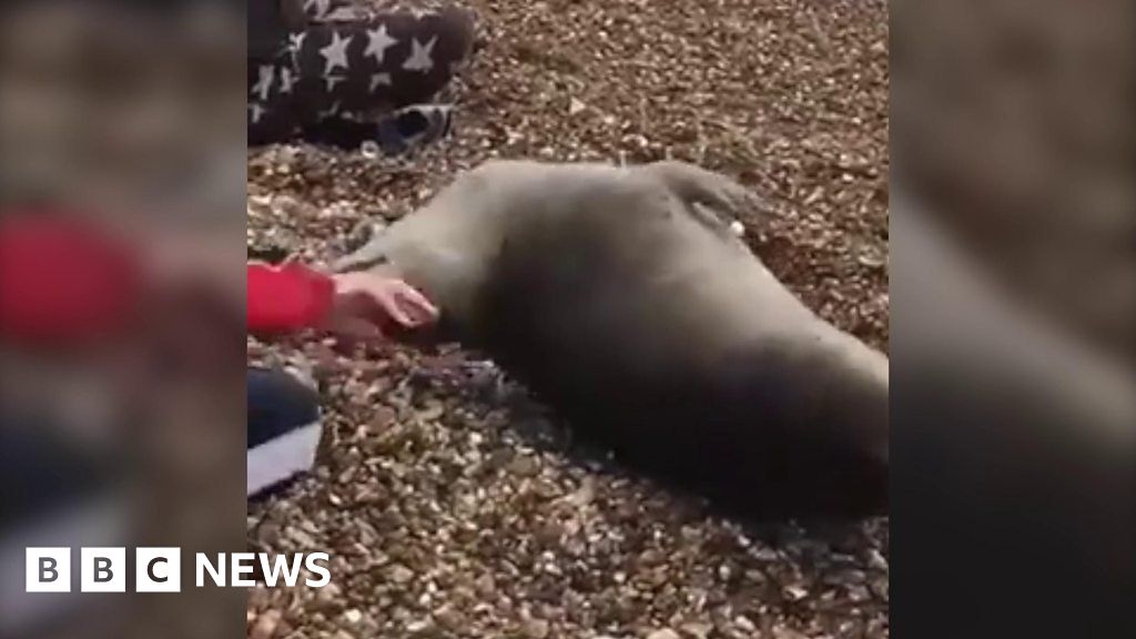 Beached seal's 'nasty bite' prompts warning - BBC News