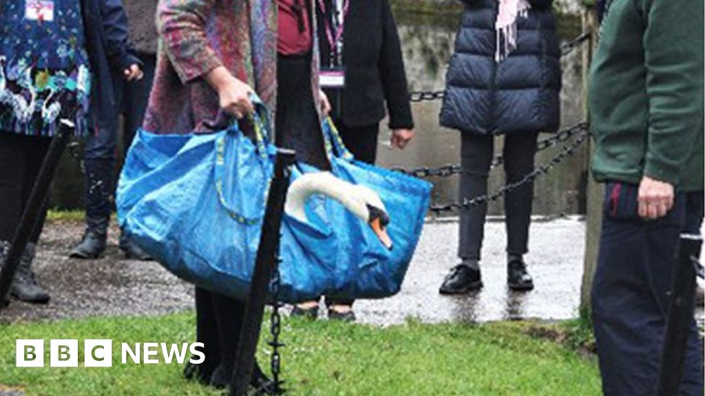 New bell-ringing swans move into The Bishop's Palace - BBC News