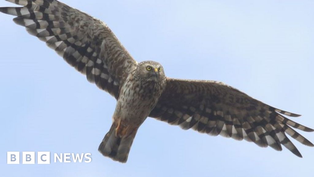 RSPB appeal after loss of Manx hen harrier
