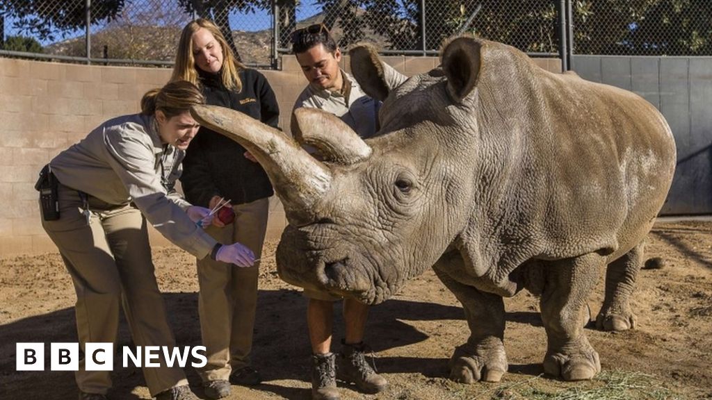Northern white rhino dies in US, leaving only three alive - BBC News