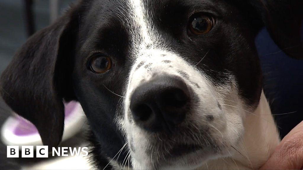 Headway Suffolk Brainy Dogs scheme 'gave me my best friend' - BBC News