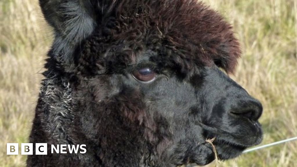 Geronimo the alpaca: Judicial review to go ahead - BBC News