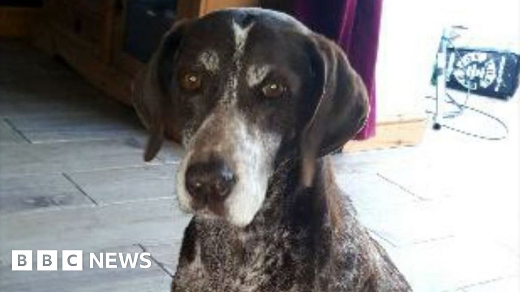 Alabama Rot: Six Welsh cases of deadly dog disease in two months