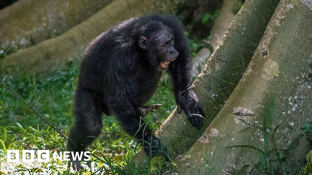 Chimpanzees drumming trees to stay in touch with others - BBC News
