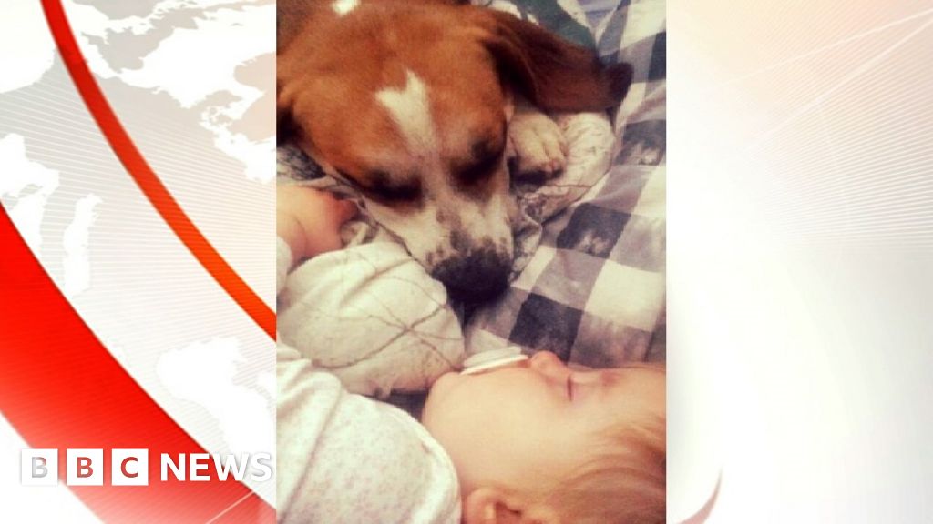 Dudley Port family blackmailed by text over missing dog - BBC News