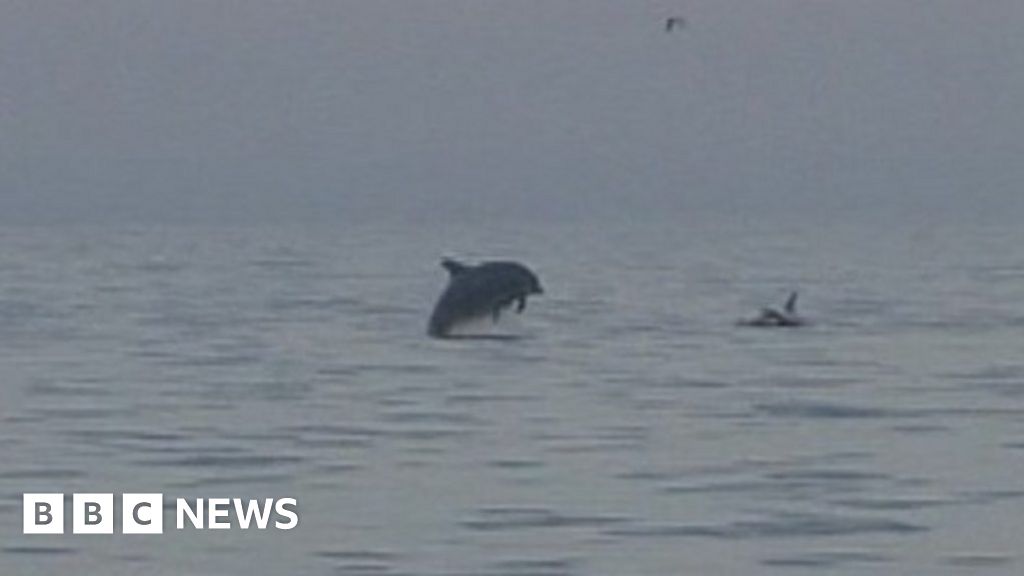 Whale sightings off the Yorkshire coast spark calls for super trawler ...