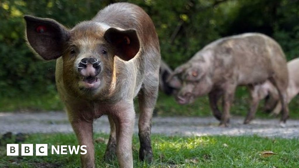 New Forest pig death: Police seize car in Southampton