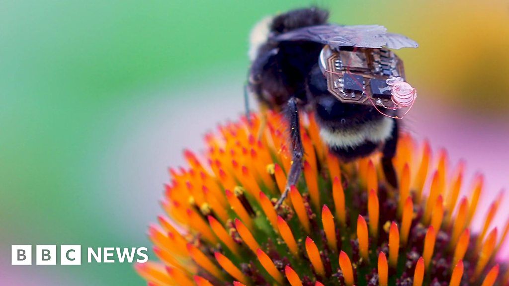 Backpack bees give farmers a weather buzz and other news - BBC News