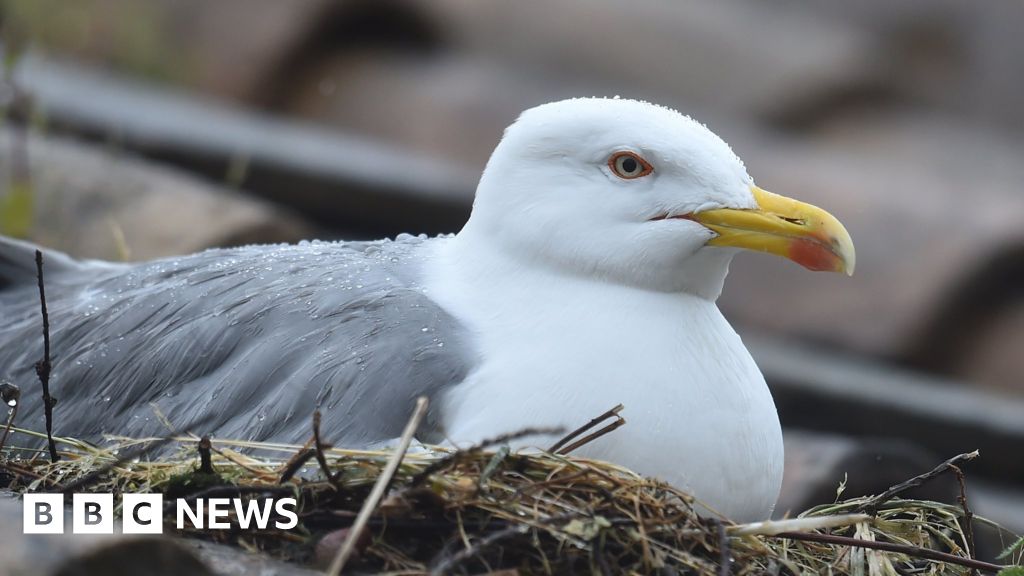 Rallying cry issued in Dumfries seagull struggle