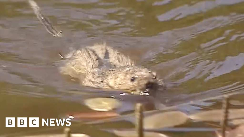 Water voles released in Yorkshire conservation project