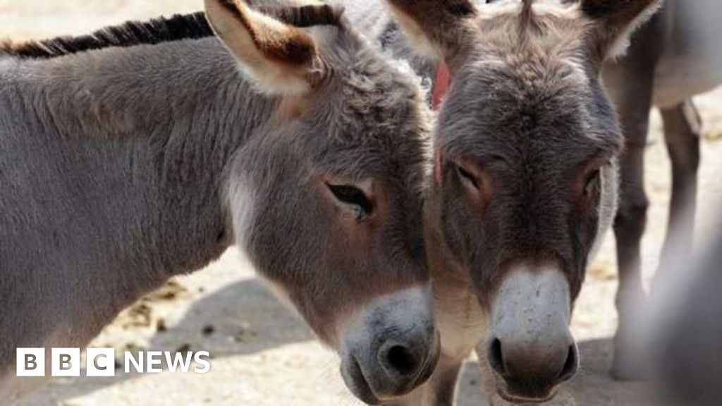 Kenya bans commercial slaughter of donkeys - BBC News